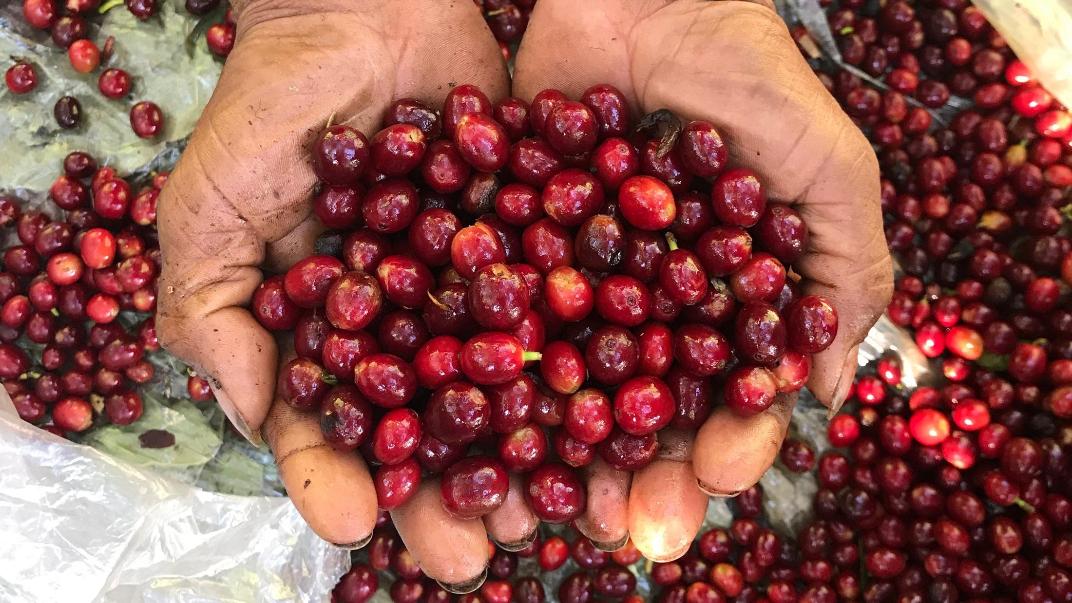 A Rare and Elegant Natural Geisha from the Pacas Family – OZO Coffee ...