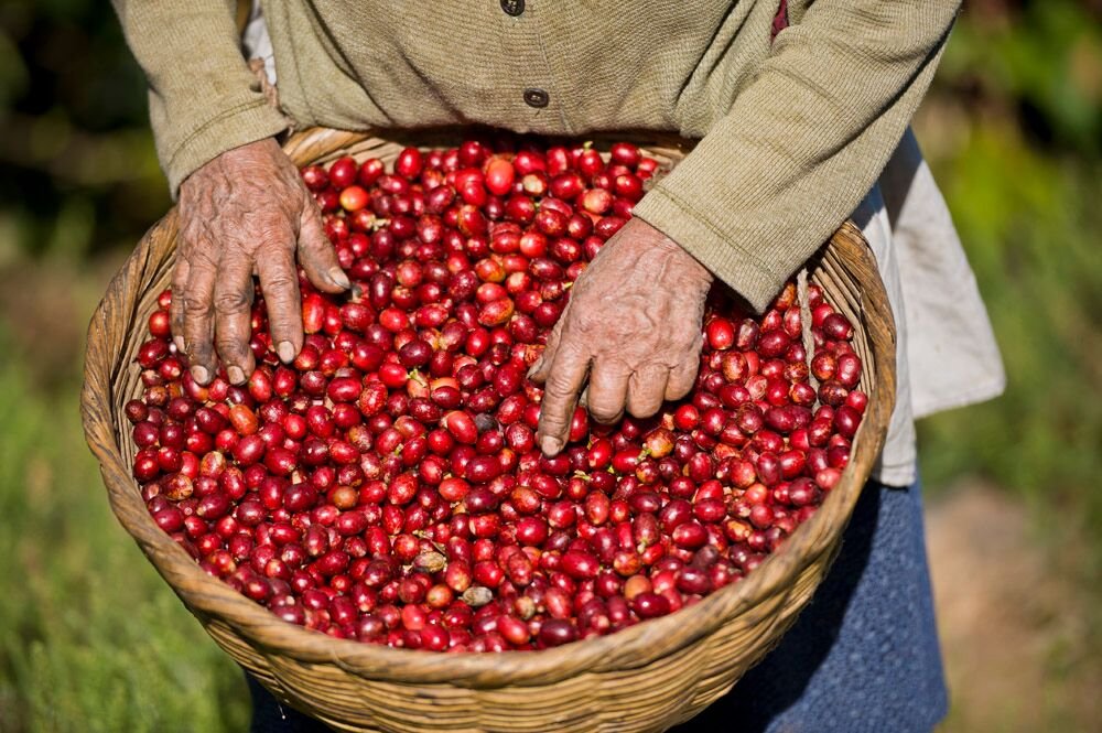 OZO Coffee Roasters | Small Batch Ethically Sourced Coffee