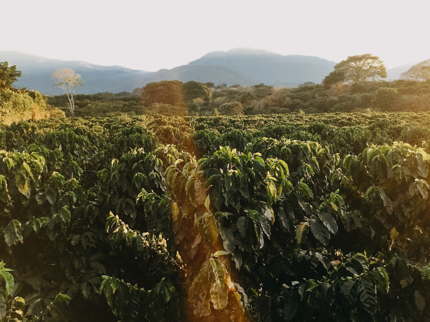 OZO Coffee Roasters | Small Batch Ethically Sourced Coffee